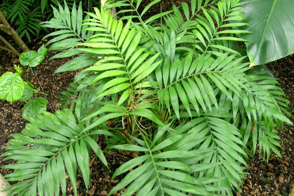 Bella palm (Chamaedorea elegans) - All You Need To Know - Ispru.