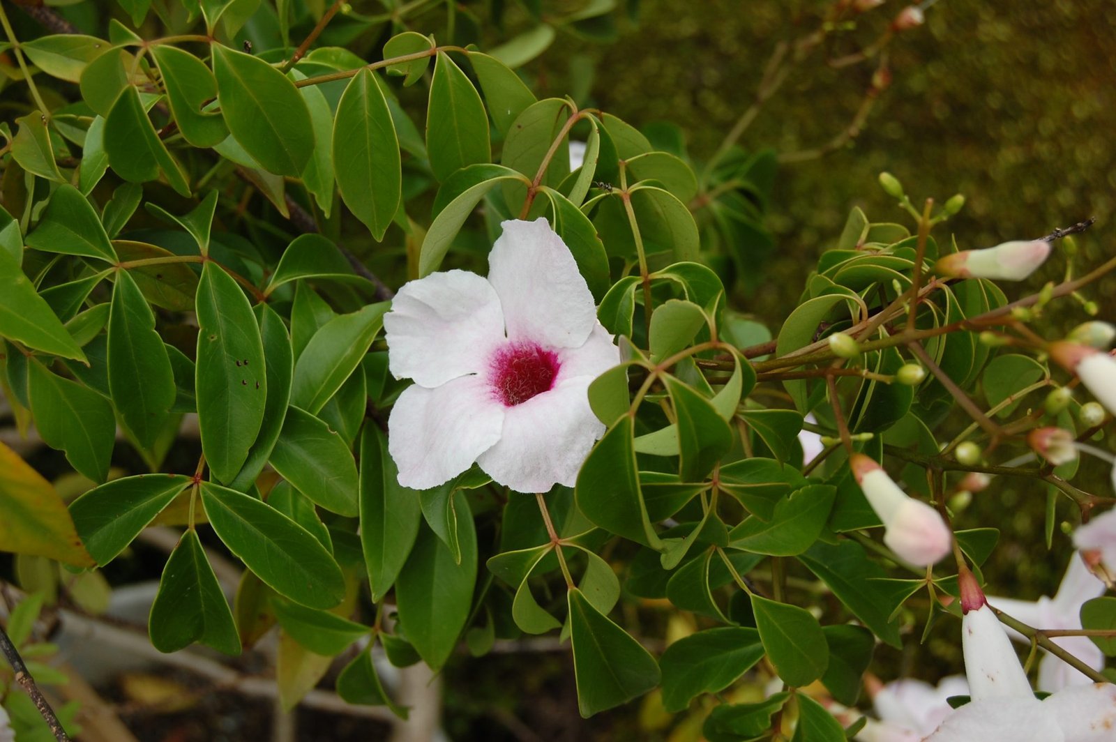 Bower plant (Pandorea jasminoides) - All You Need To Know - Ispru.