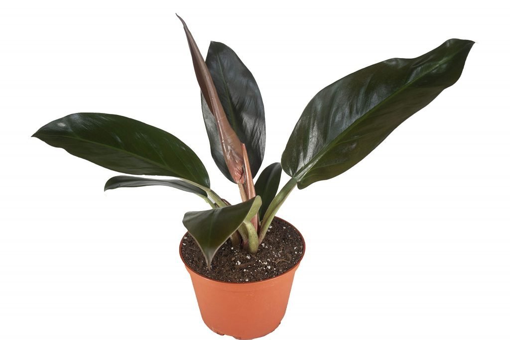 Red Philodendron (Philodendron 'Imperial Red') - All You Need To Know ...