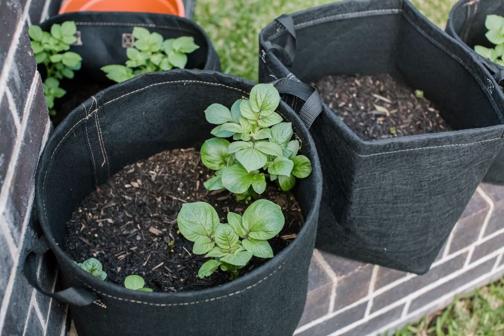 how to grow potatoes in a pot - [Beginners Guide] - Ispru.