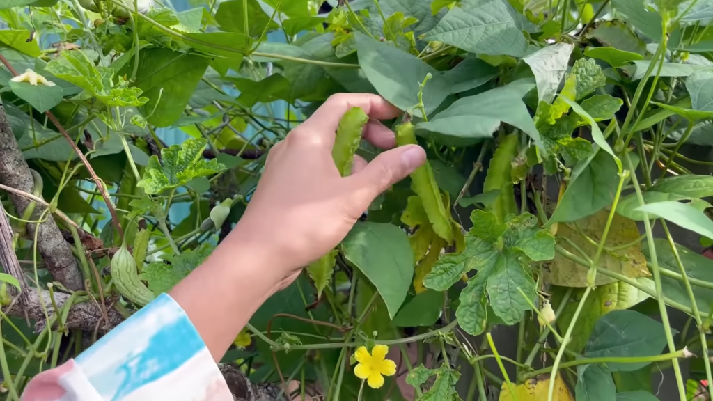 how to grow winged beans in a pot - [Beginners Guide] - Ispru.