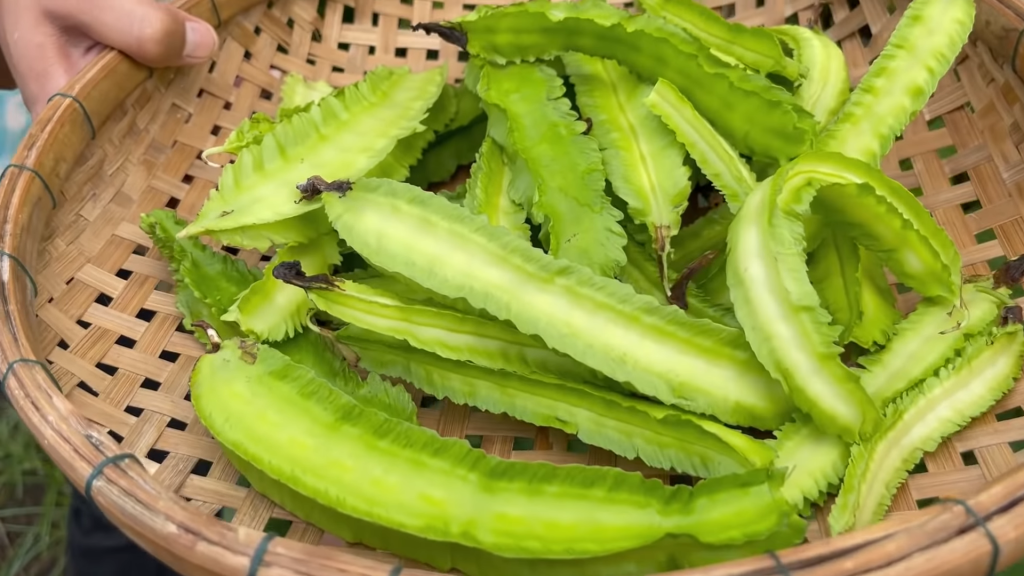 how to grow winged beans in a pot - [Beginners Guide] - Ispru.