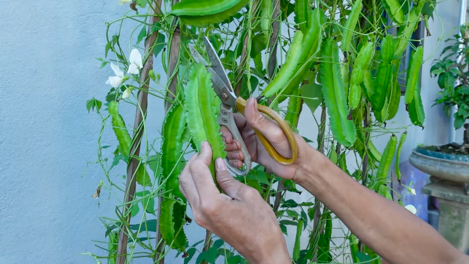 how to grow winged beans in a pot - [Beginners Guide] - Ispru.