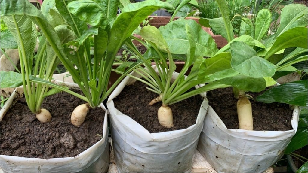 how to grow daikon radish in a pot - [Beginners Guide] - Ispru.
