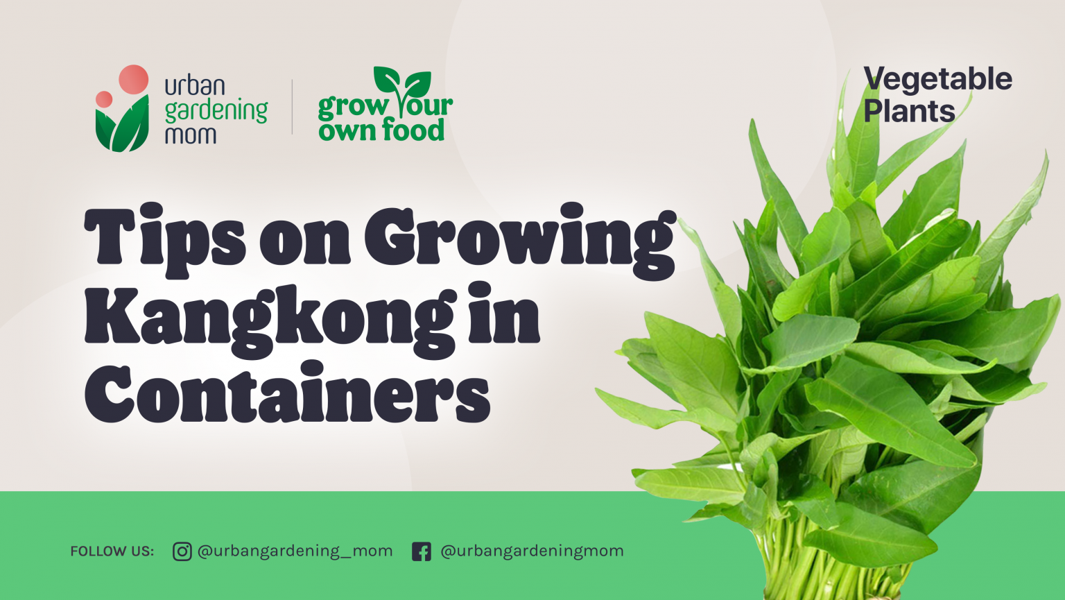 how to grow kangkong in a pot - [Beginners Guide] - Ispru.