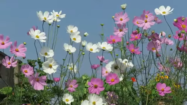 why is my cosmos flower not blooming? - Ispru.
