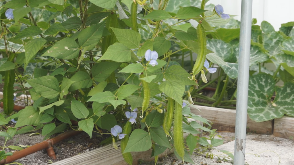 how to grow winged beans in a pot - [Beginners Guide] - Ispru.